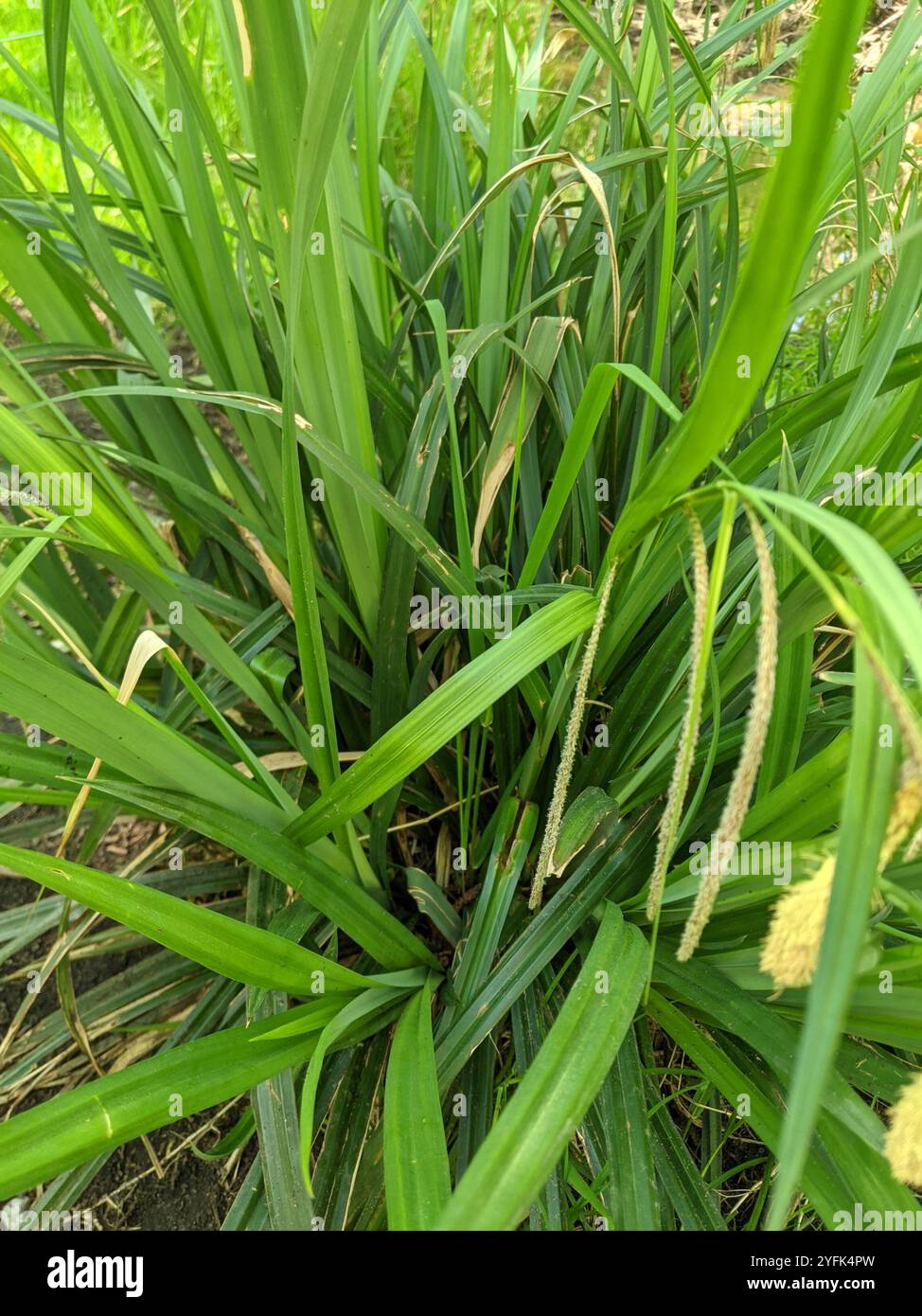 Hanging sedge (Carex pendula Stock Photo - Alamy