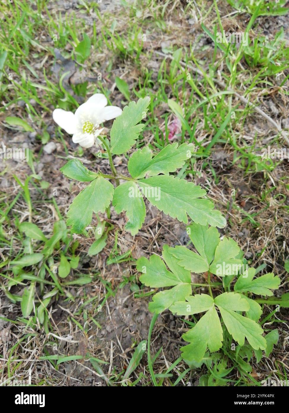 Altaic anemone (Anemonoides altaica Stock Photo - Alamy