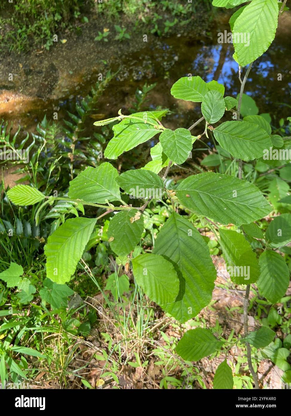 smooth alder (Alnus serrulata Stock Photo - Alamy