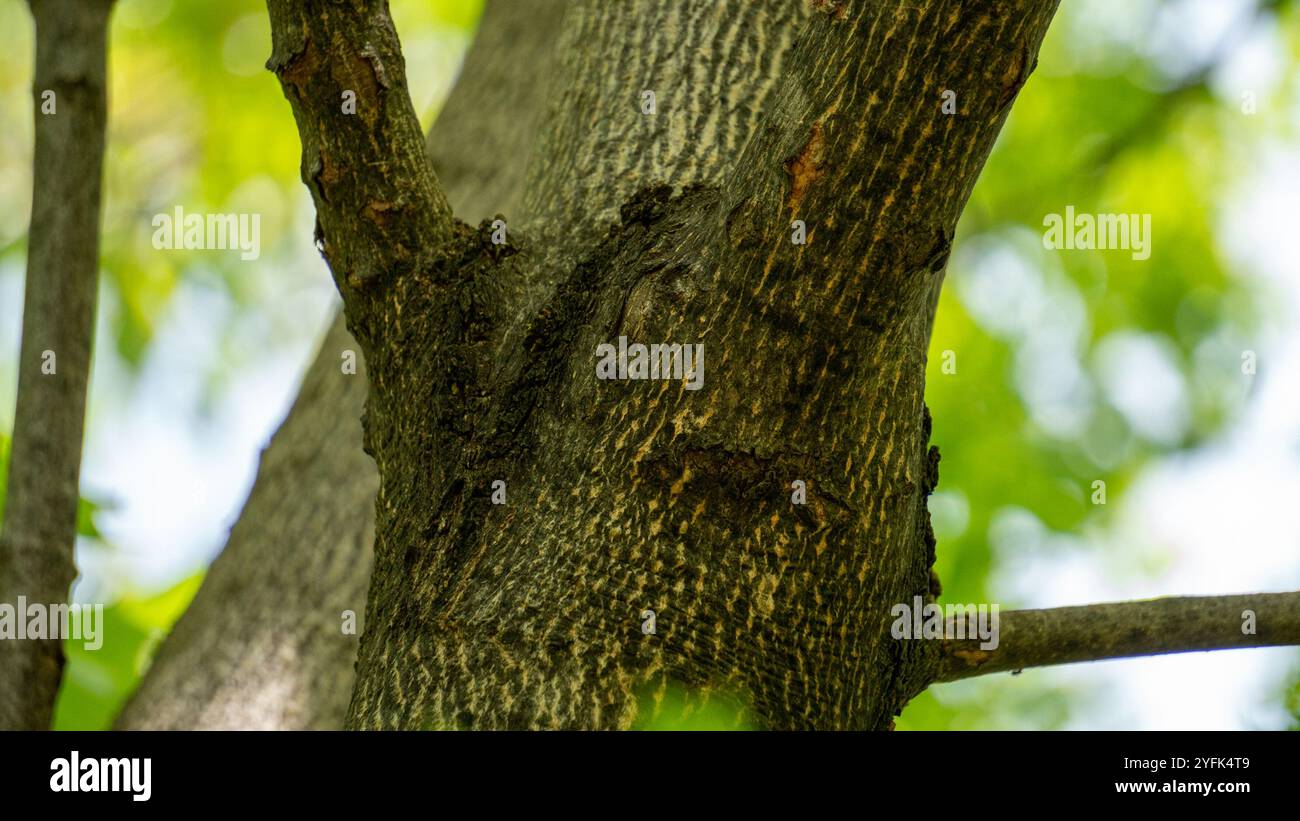 Norway maple (Acer platanoides Stock Photo - Alamy