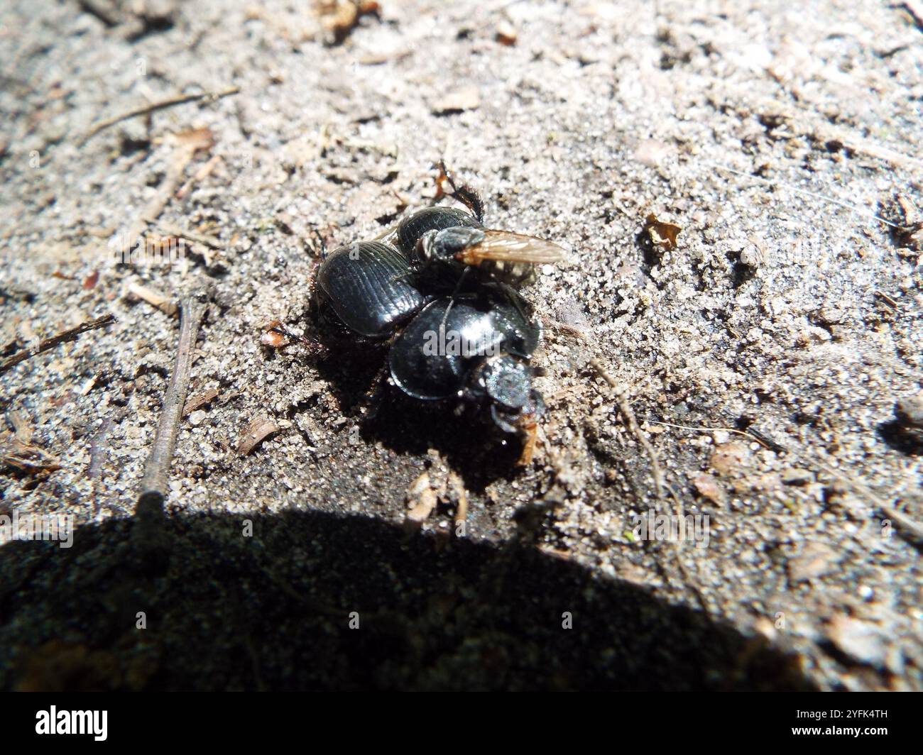 Minotaur Beetle (Typhaeus typhoeus Stock Photo - Alamy