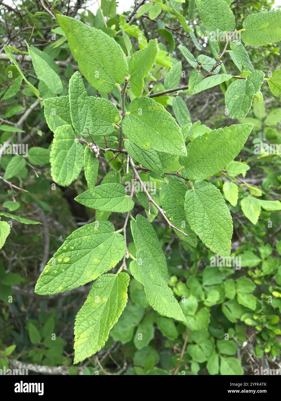 netleaf hackberry (Celtis reticulata Stock Photo - Alamy