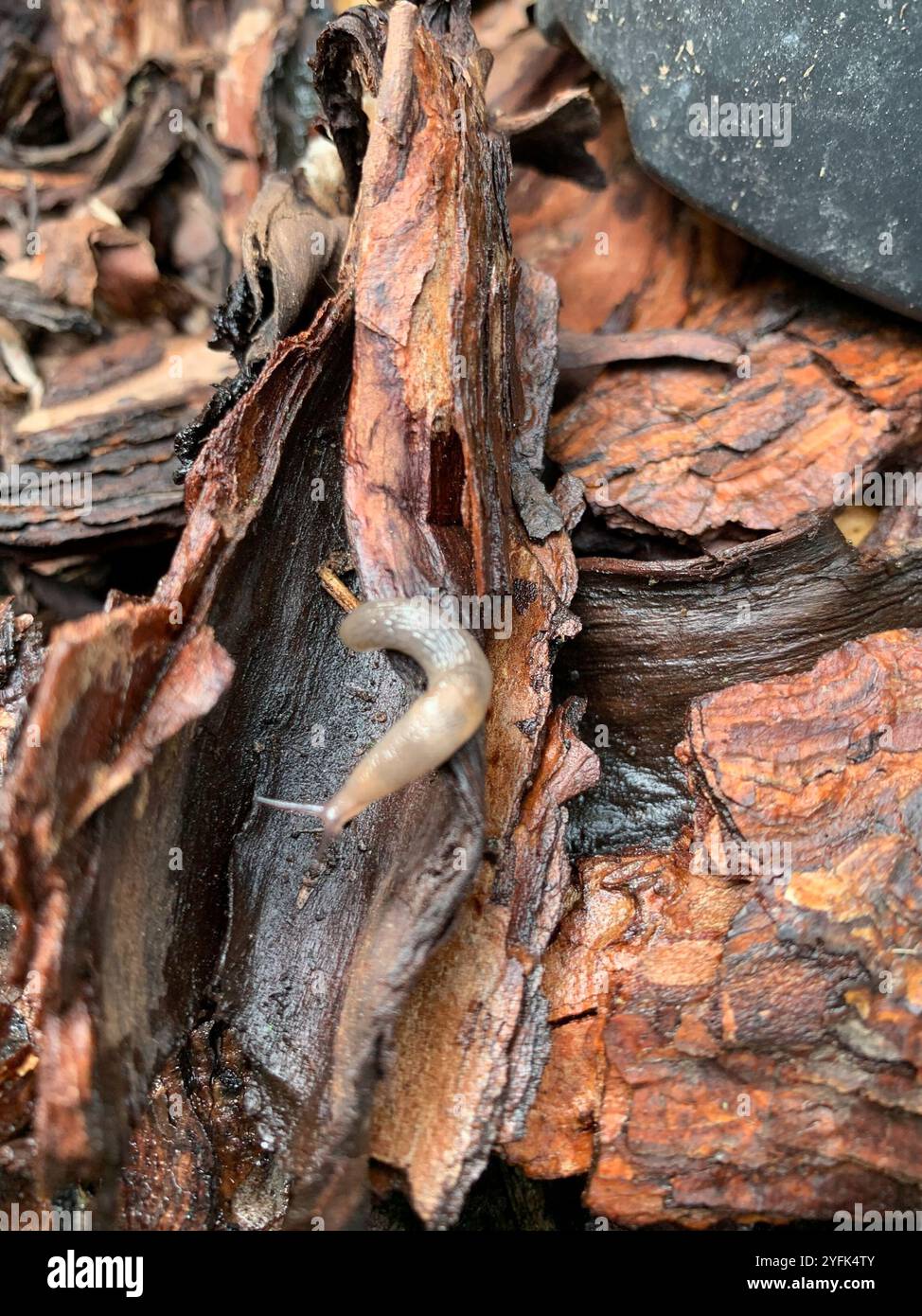 Smooth Land Slugs (Deroceras Stock Photo - Alamy