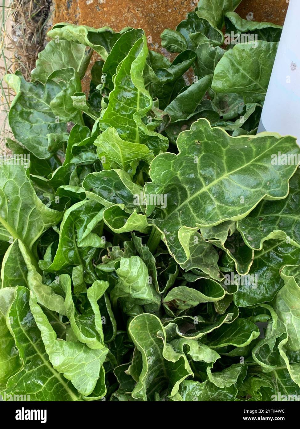 sea beet (Beta vulgaris maritima Stock Photo - Alamy