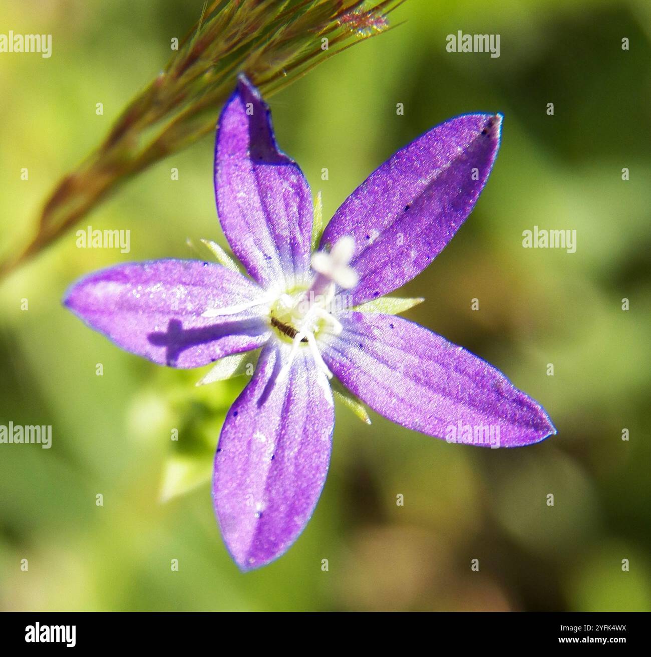 Venus's looking-glass (Triodanis biflora Stock Photo - Alamy