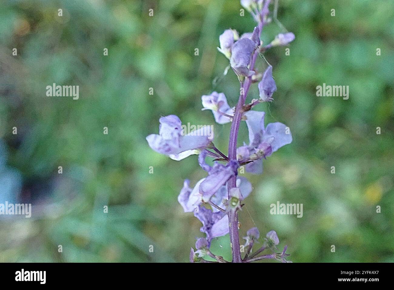 pink fly bush (Plectranthus fruticosus Stock Photo - Alamy