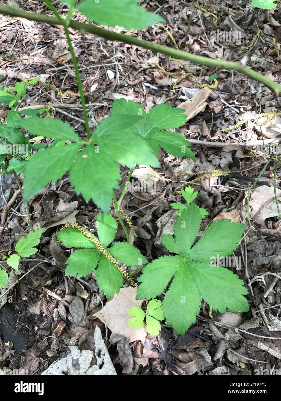 Black Snakeroot (Sanicula canadensis Stock Photo - Alamy