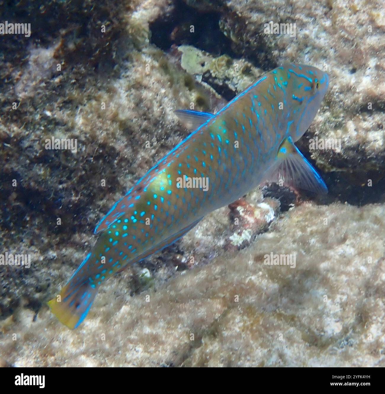 Puddingwife Wrasse (Halichoeres radiatus Stock Photo - Alamy