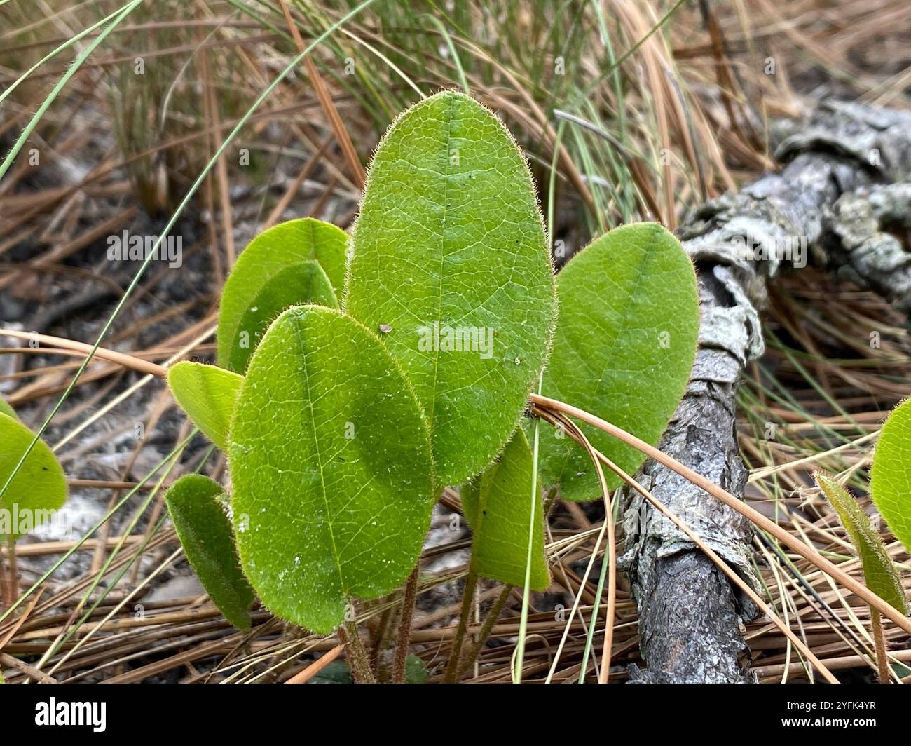 Epigaea repens hi-res stock photography and images - Alamy