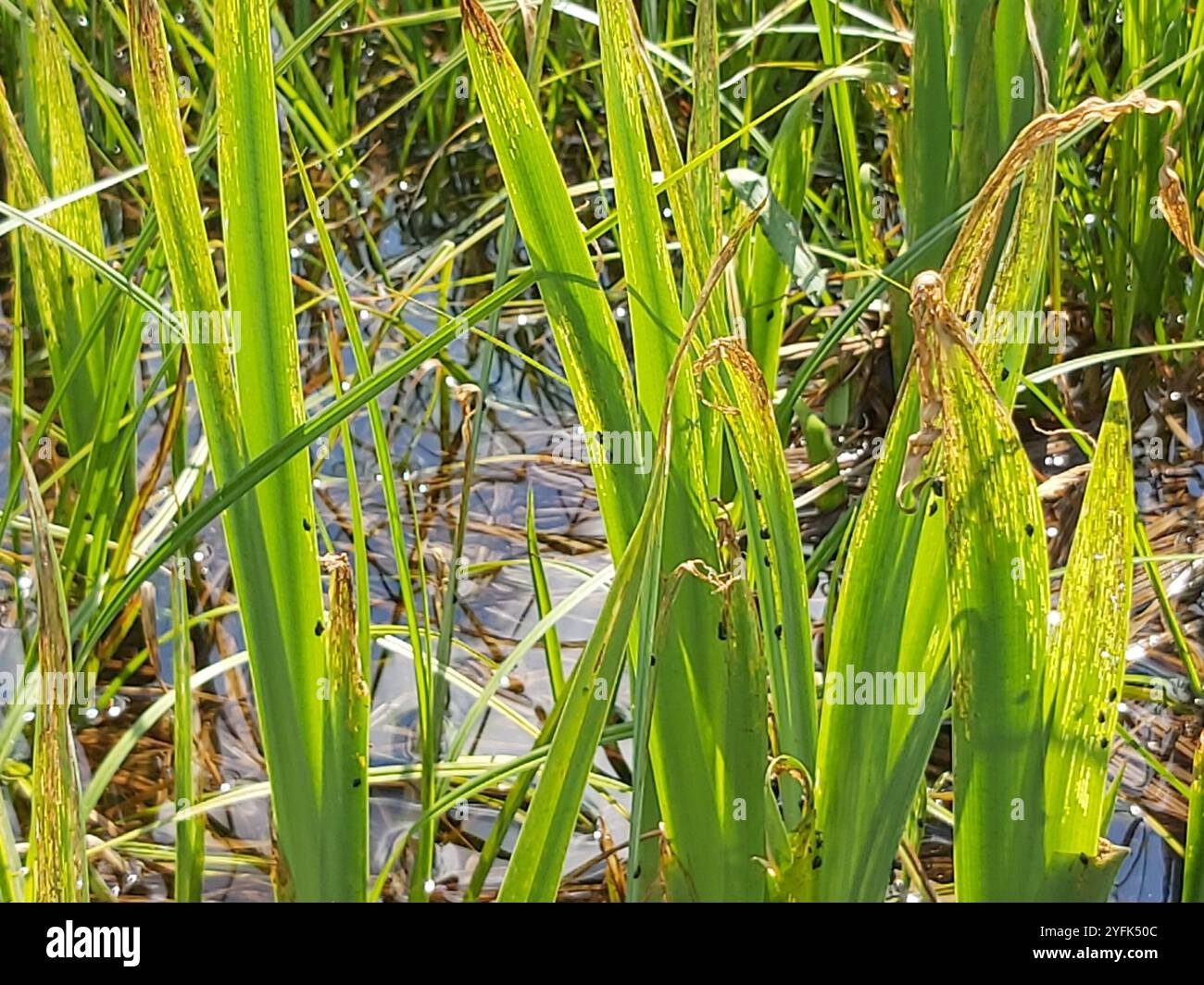 Iris Flea Beetle (Aphthona nonstriata Stock Photo - Alamy