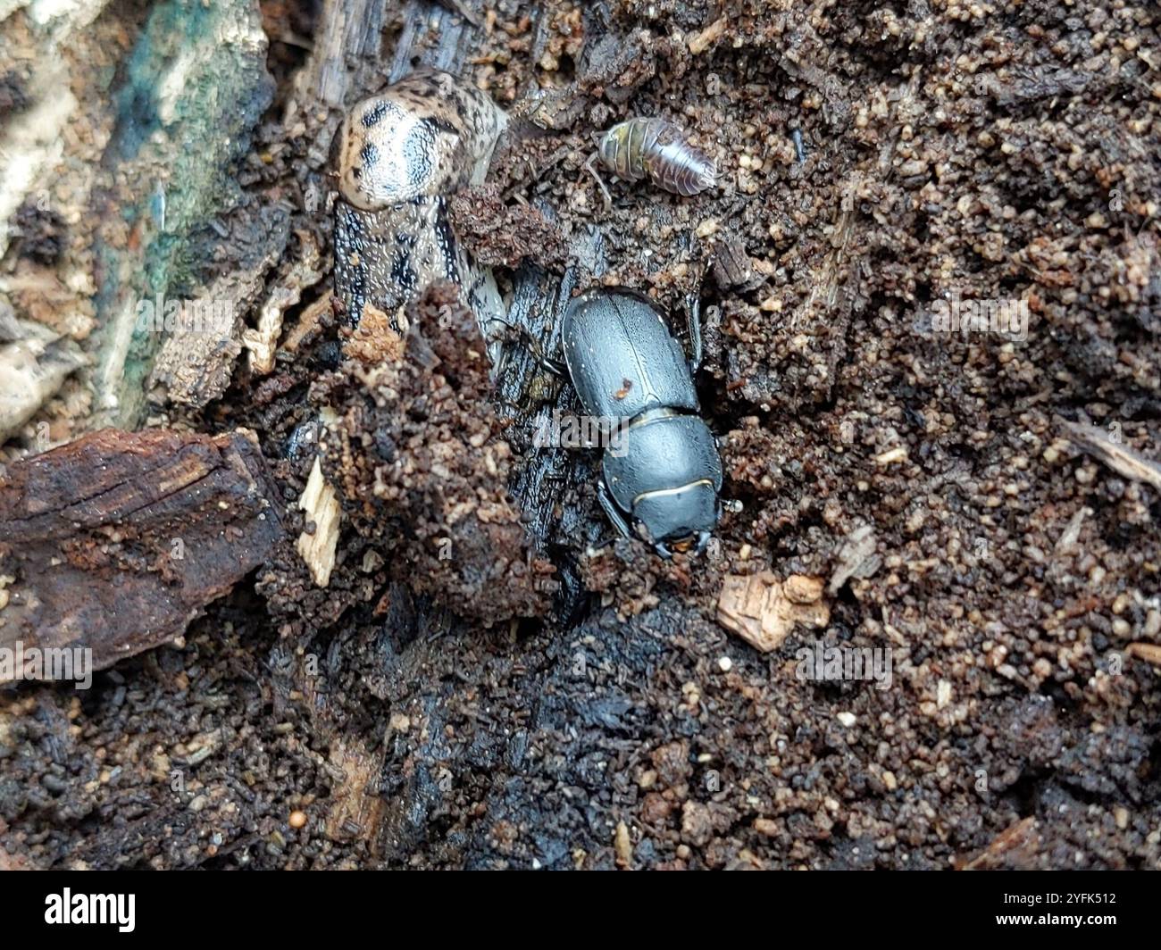 Lesser Stag Beetle (Dorcus parallelipipedus Stock Photo - Alamy