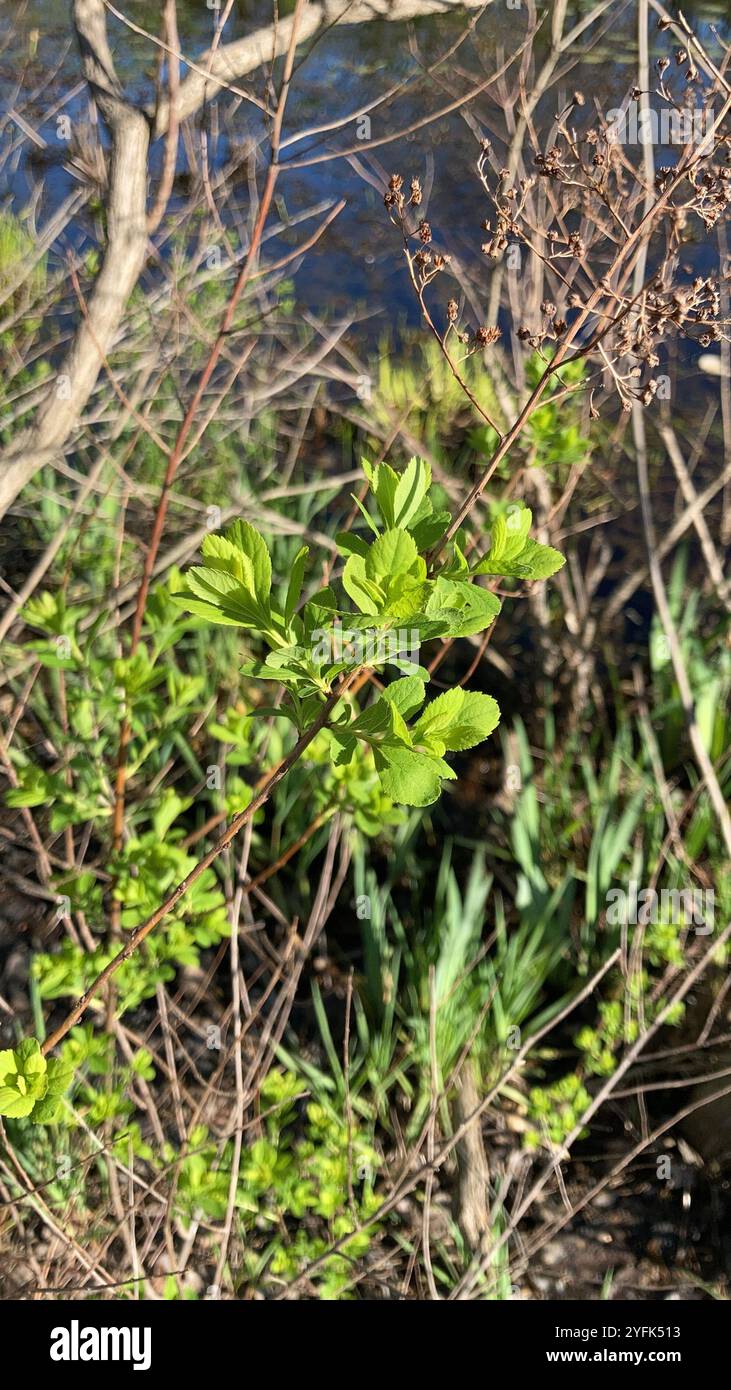 white meadowsweet (Spiraea alba Stock Photo - Alamy