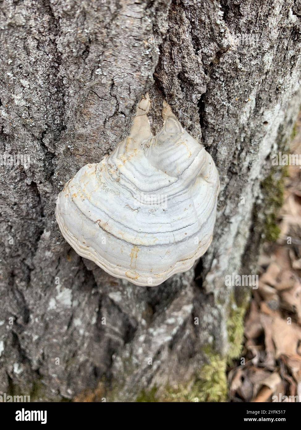 Hoof Fungus (Fomes fomentarius Stock Photo - Alamy