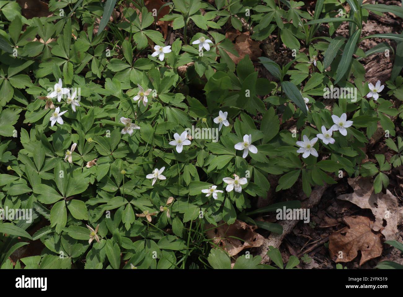 wood anemone (Anemonoides quinquefolia Stock Photo - Alamy