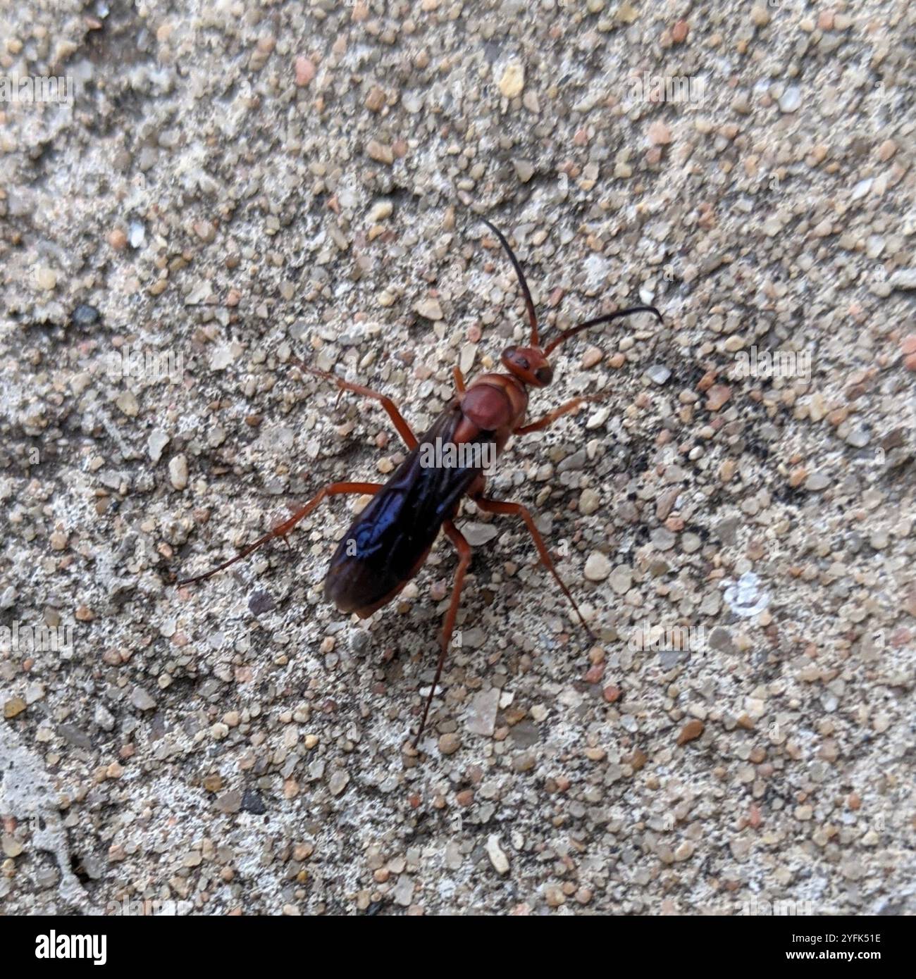 Rusty Spider Wasp (Tachypompilus ferrugineus Stock Photo - Alamy