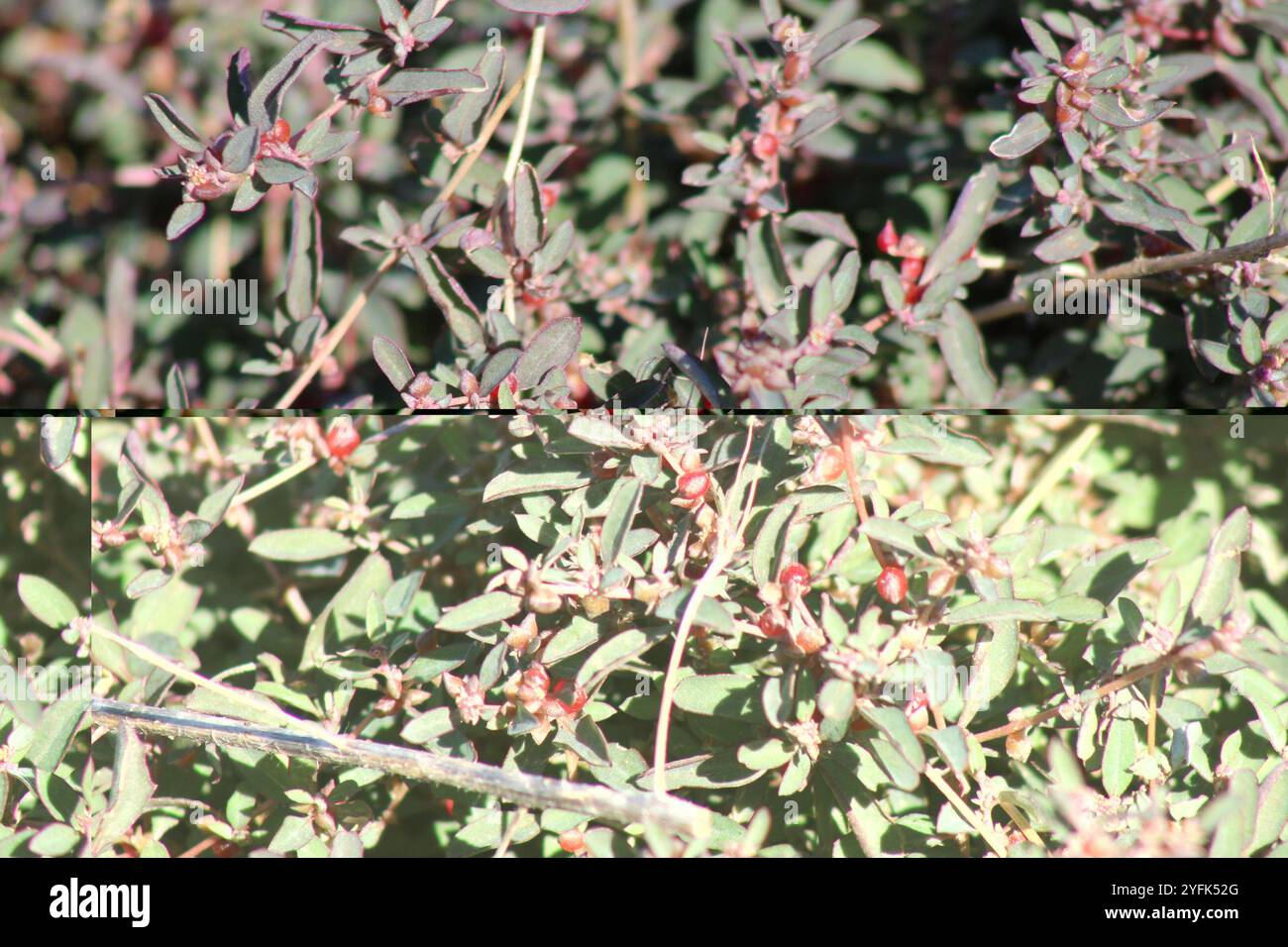 berry saltbush (Atriplex semibaccata Stock Photo - Alamy