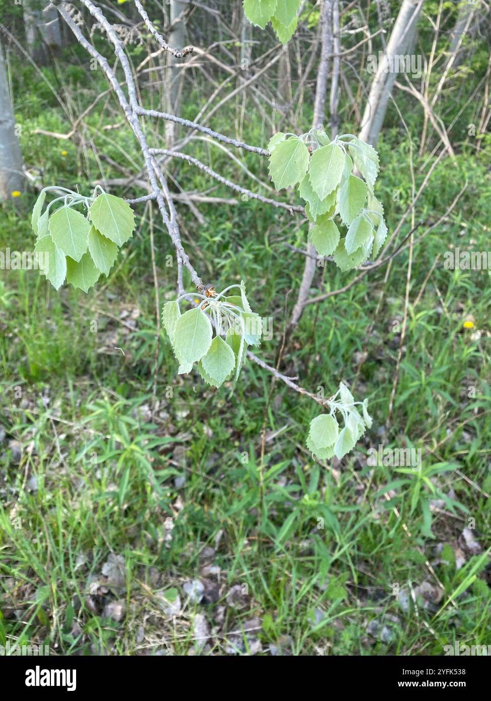 bigtooth aspen (Populus grandidentata Stock Photo - Alamy
