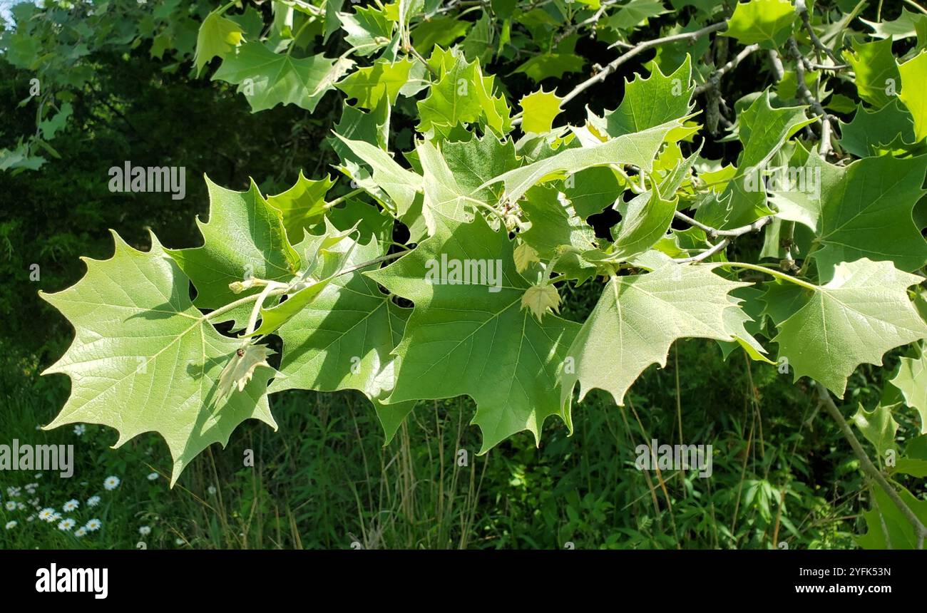 American sycamore (Platanus occidentalis Stock Photo - Alamy