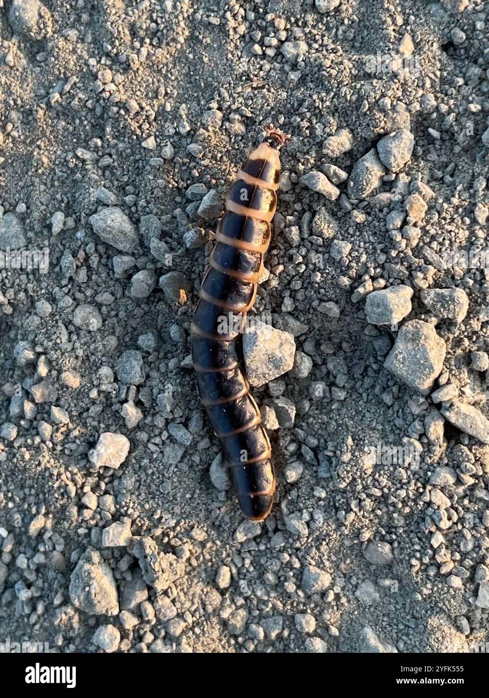 Glowworm Beetles (Phengodidae Stock Photo - Alamy