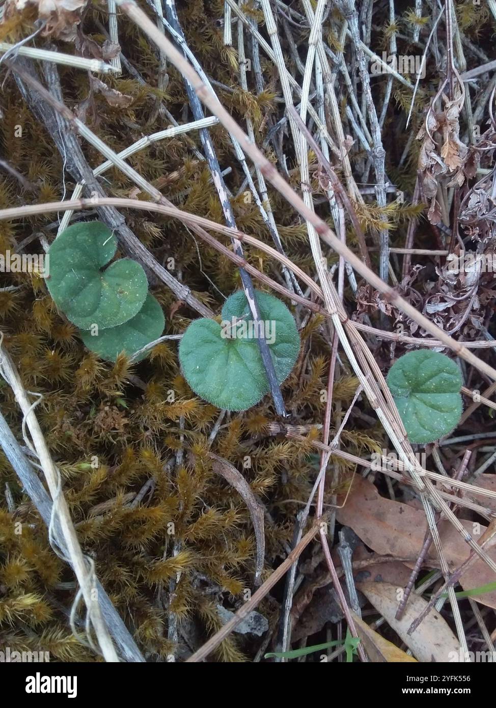 kidney weed (Dichondra repens Stock Photo - Alamy