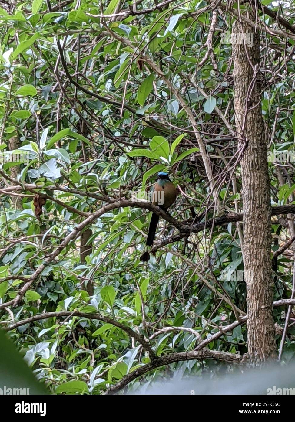 Lesson's Motmot (Momotus lessonii Stock Photo - Alamy