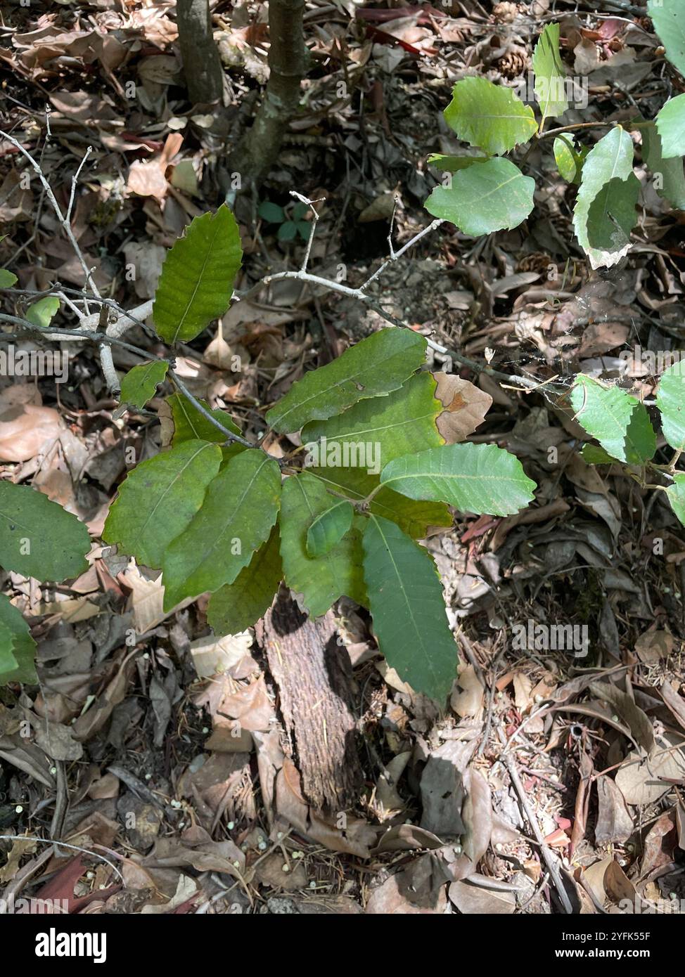 Tanoak (Notholithocarpus densiflorus Stock Photo - Alamy