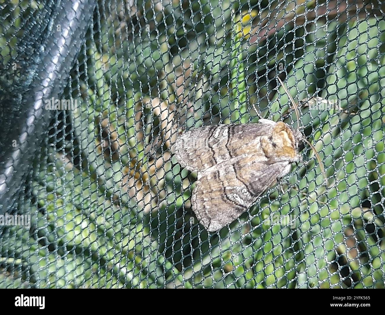 Figure of Eighty (Tethea ocularis Stock Photo - Alamy