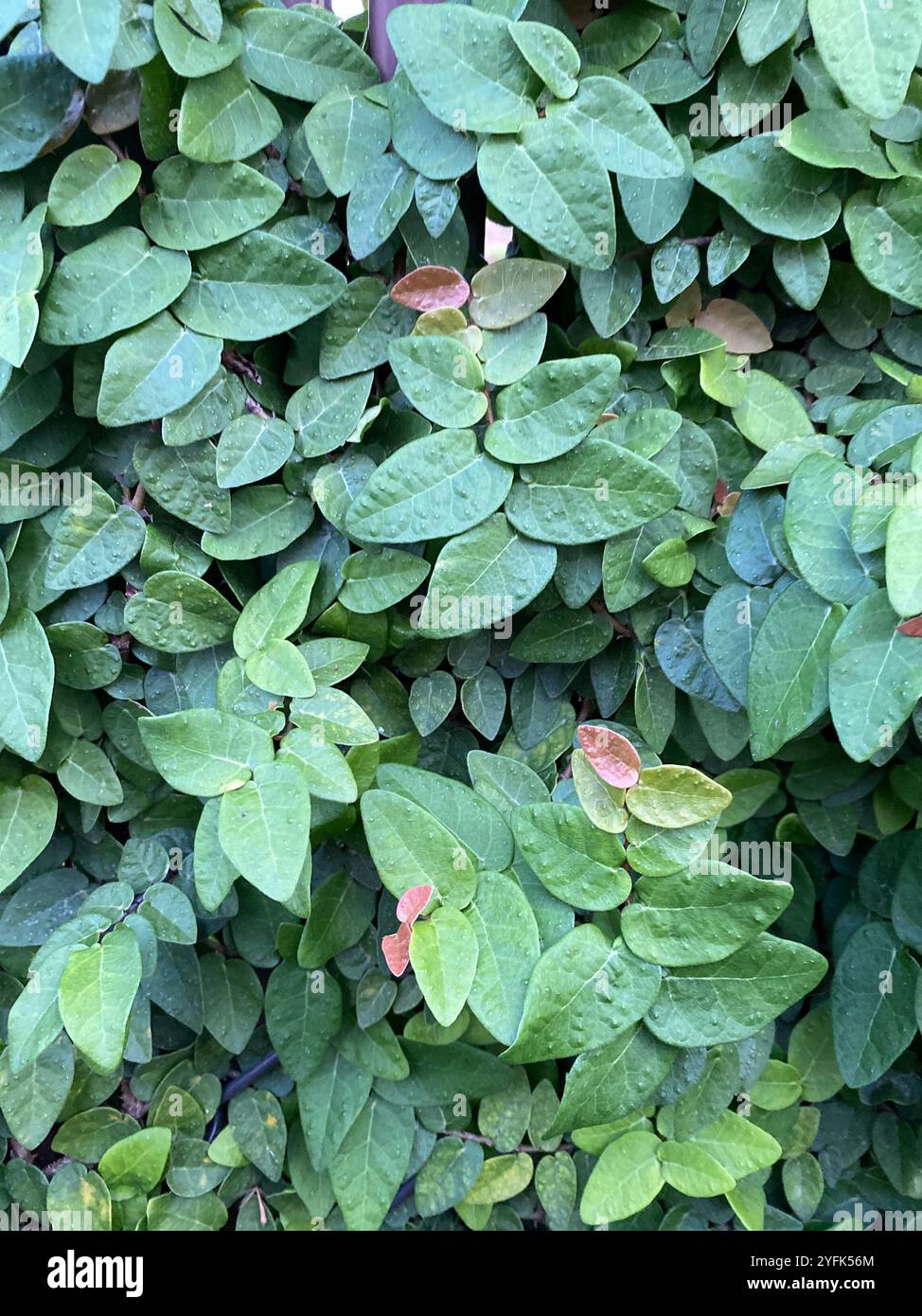 Climbing fig (Ficus pumila Stock Photo - Alamy