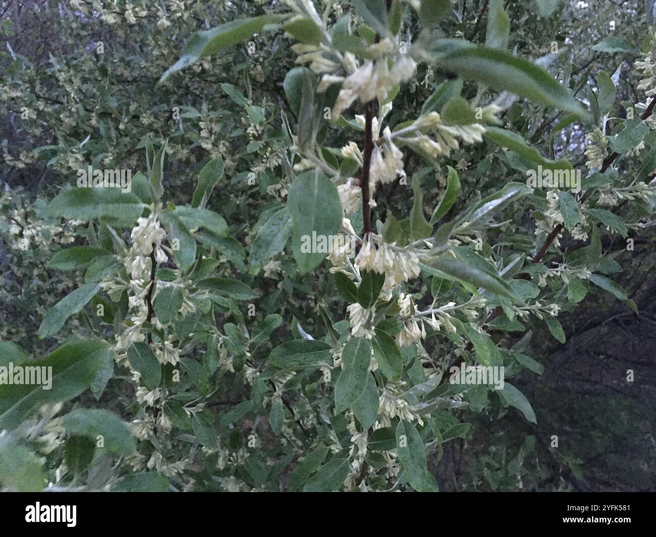 autumn olive (Elaeagnus umbellata Stock Photo - Alamy