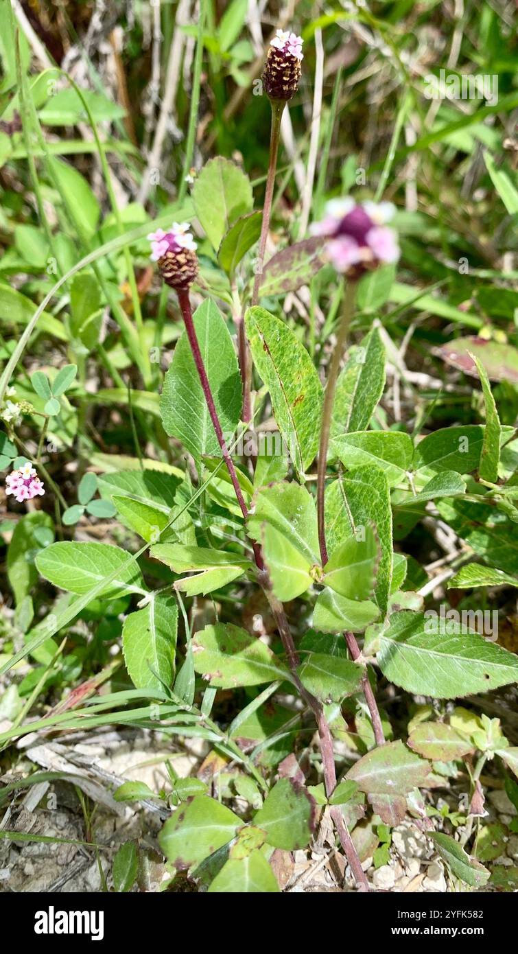 turkey tangle frogfruit (Phyla nodiflora Stock Photo - Alamy