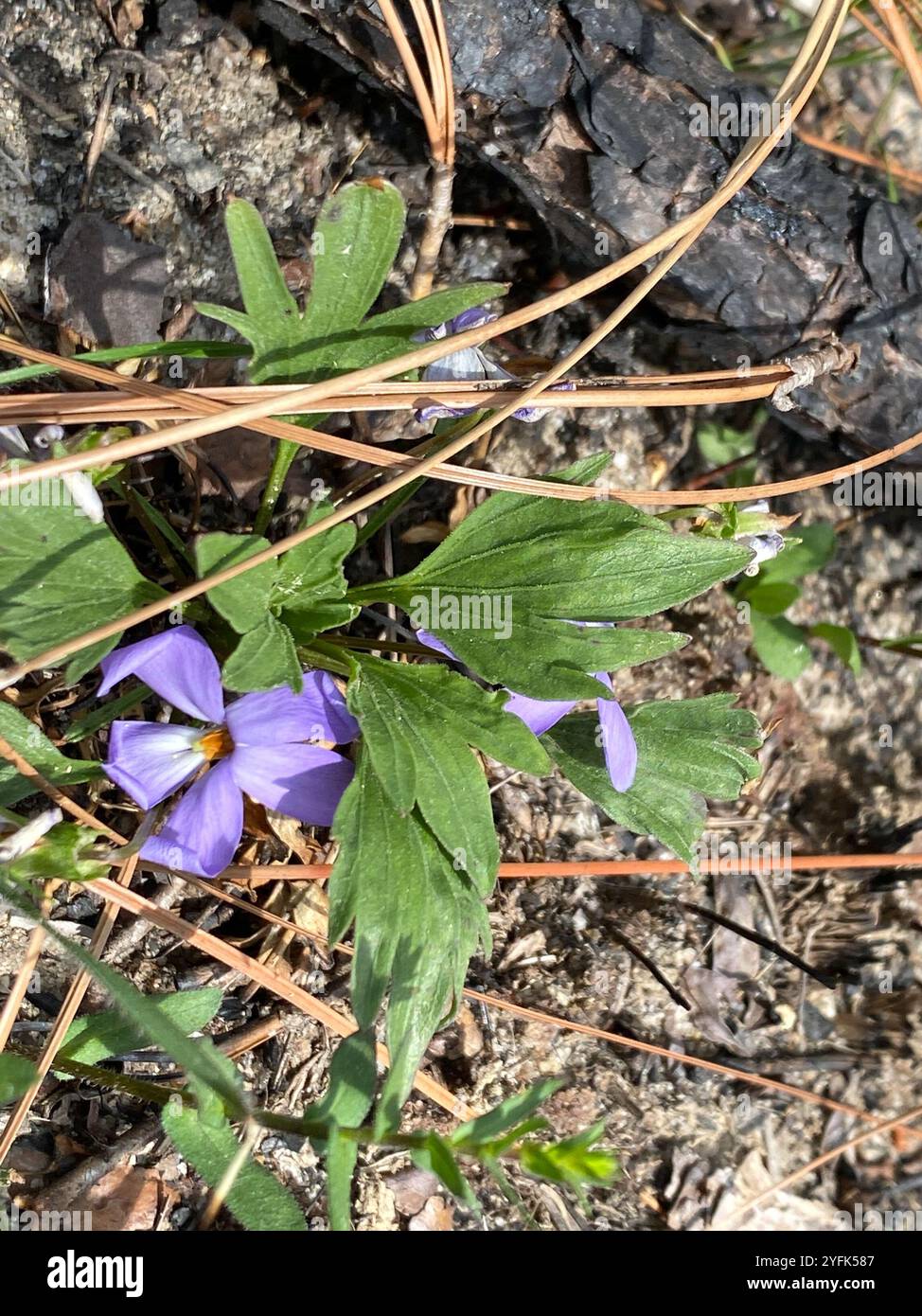Birds foot violet hi-res stock photography and images - Alamy