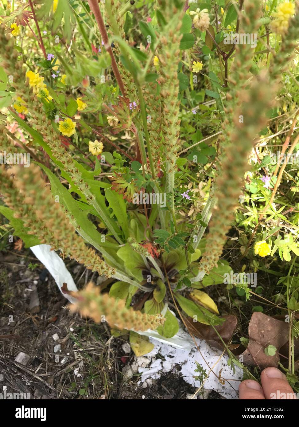 dwarf plantain (Plantago virginica Stock Photo - Alamy