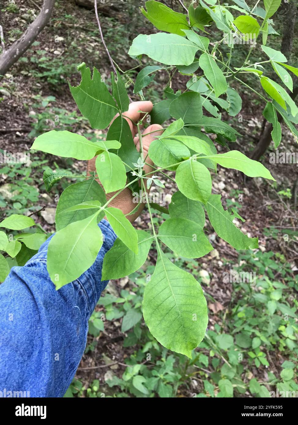 common hoptree (Ptelea trifoliata Stock Photo - Alamy