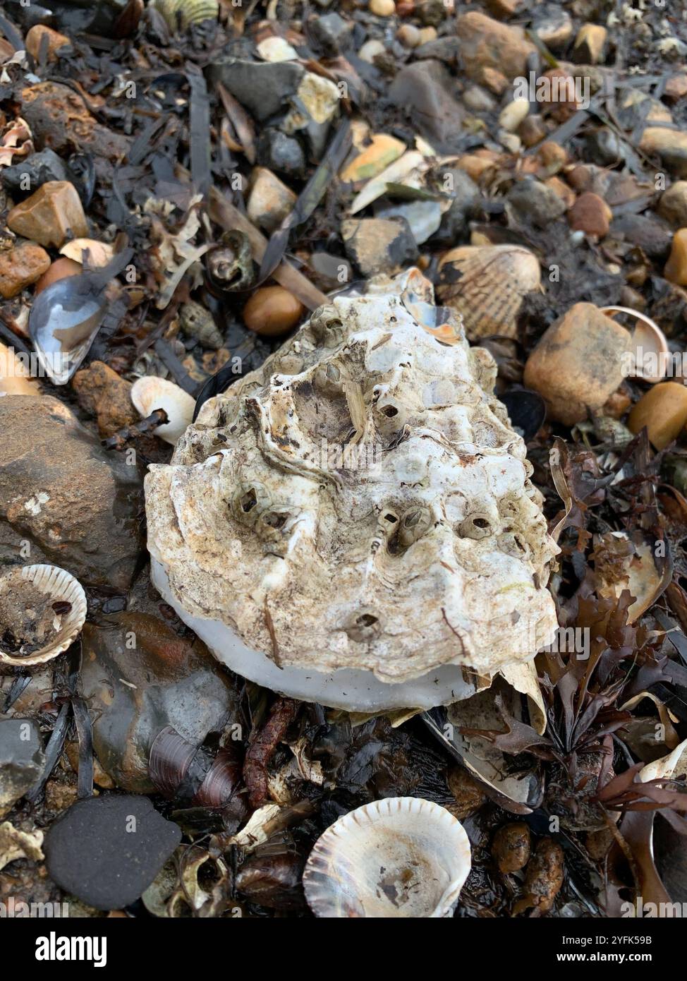 Pacific Oyster (Magallana gigas Stock Photo - Alamy