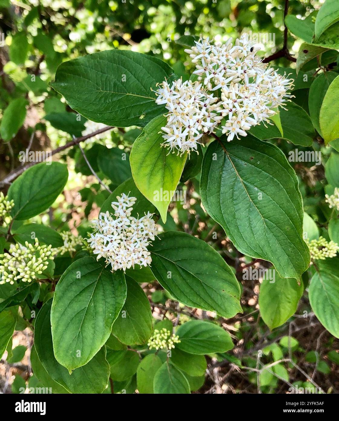 silky dogwood (Cornus amomum Stock Photo - Alamy