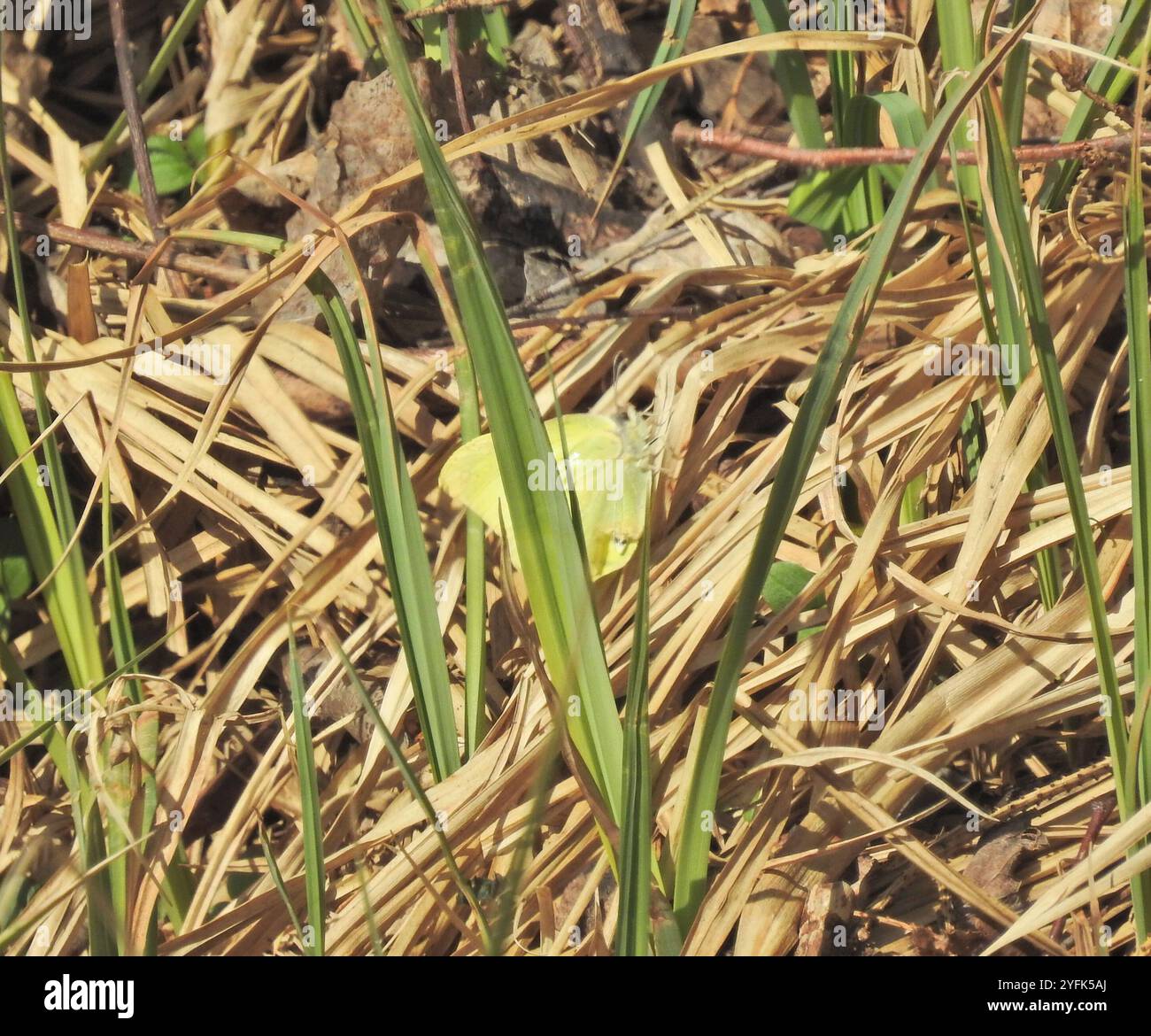 Common Brimstone (Gonepteryx rhamni Stock Photo - Alamy