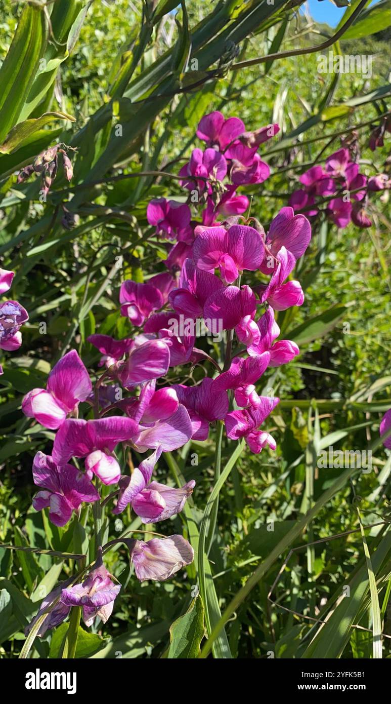 broad-leaved sweet pea (Lathyrus latifolius Stock Photo - Alamy
