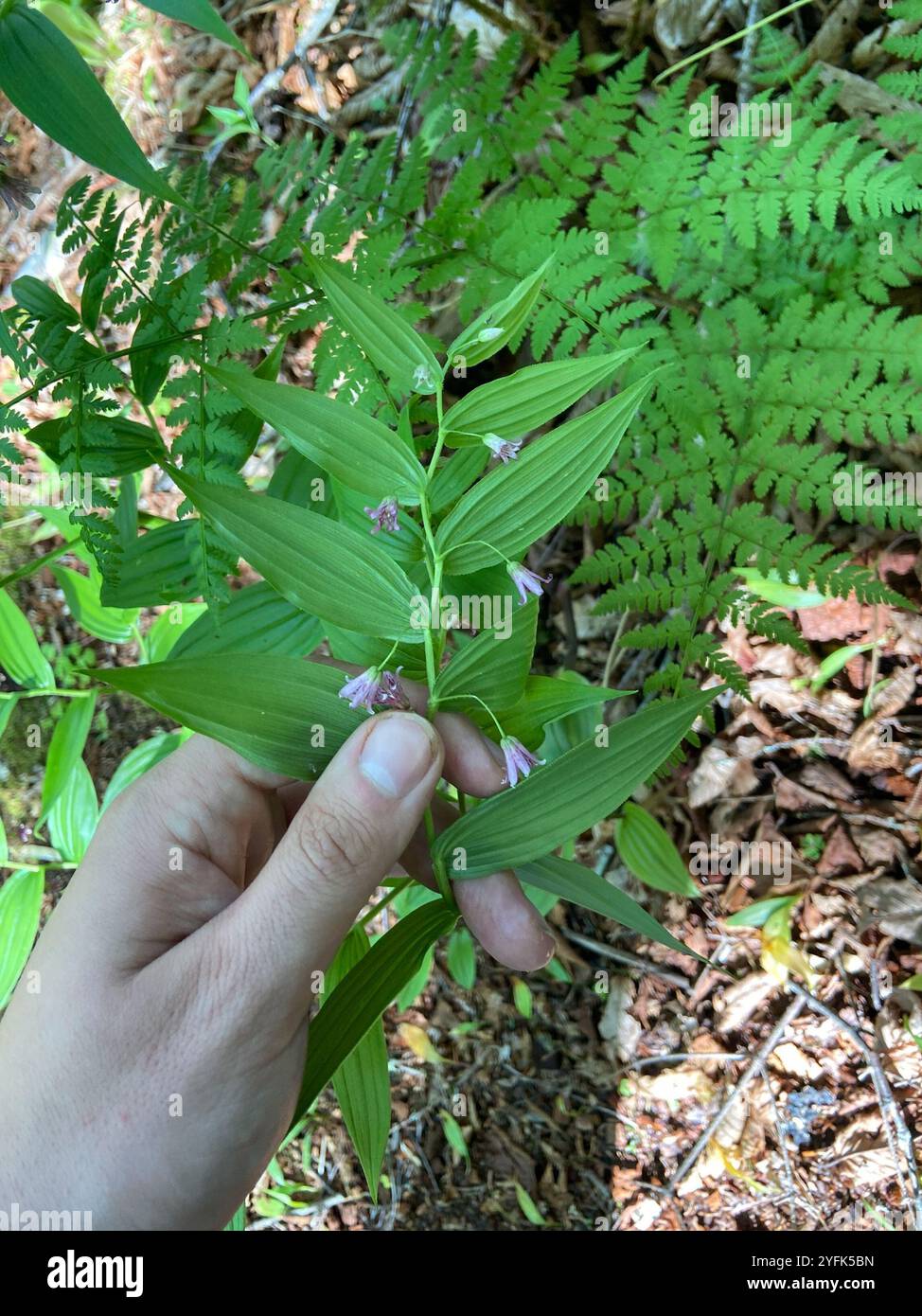 rose twisted-stalk (Streptopus lanceolatus Stock Photo - Alamy