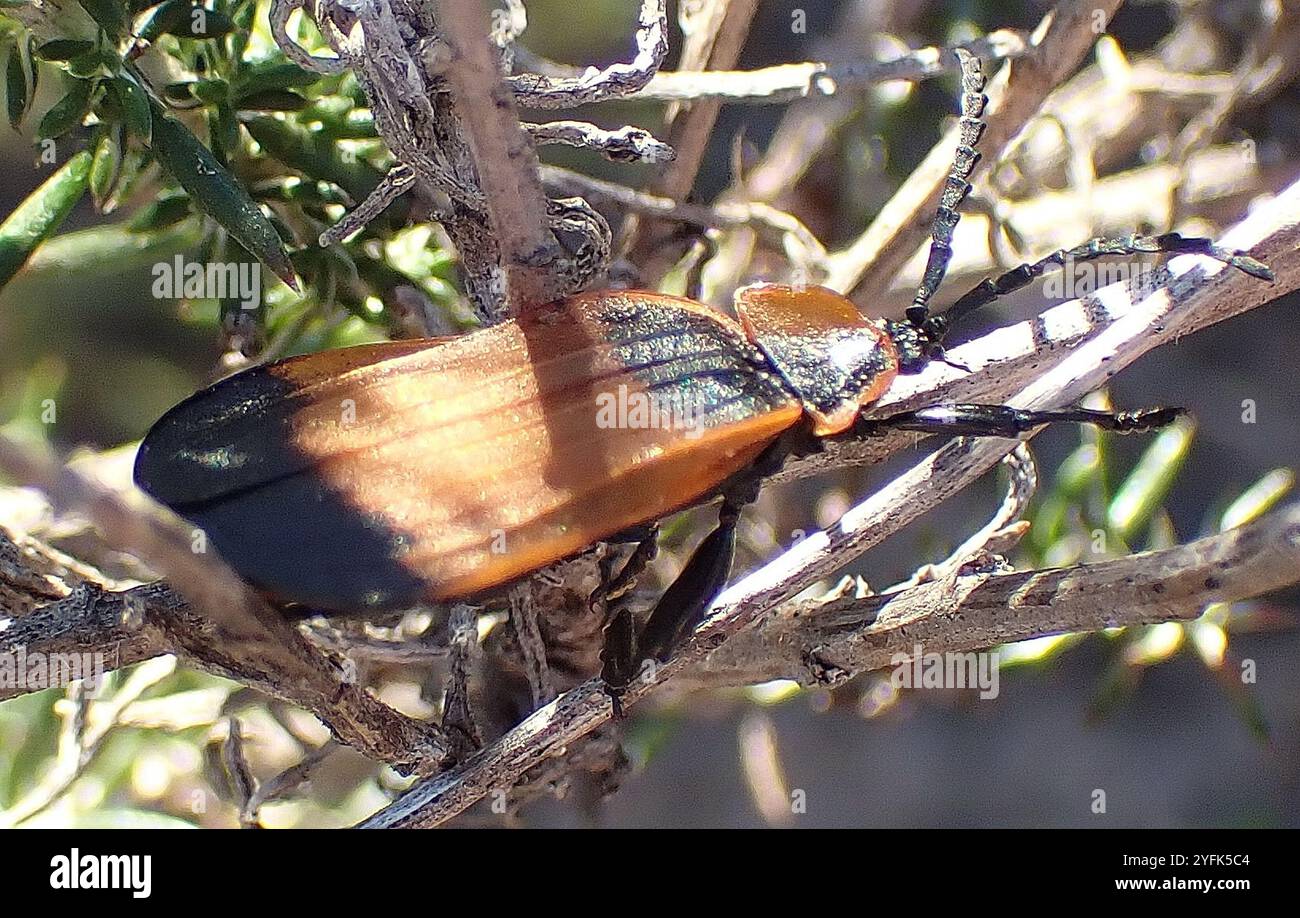 Net-winged Beetles (Lycidae Stock Photo - Alamy