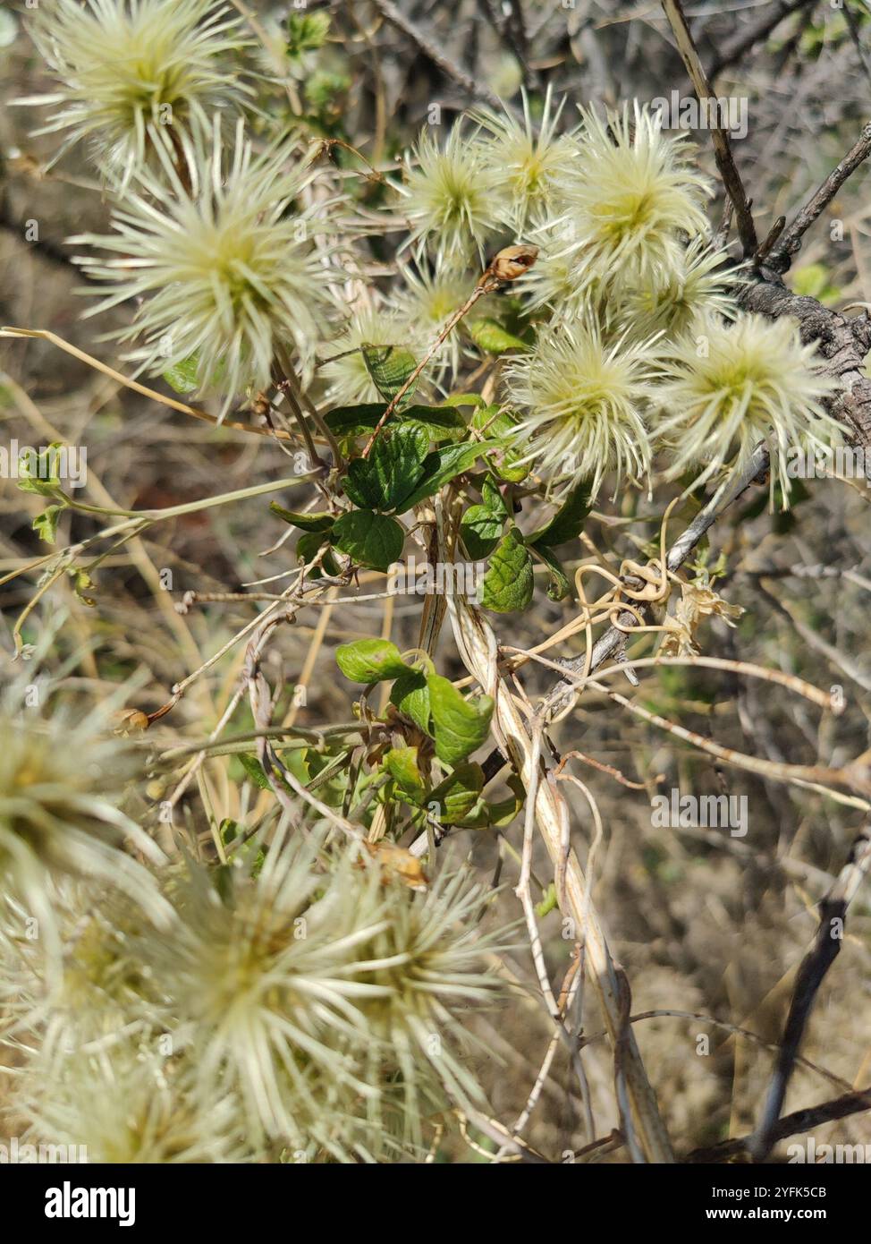 Pipestem Clematis (Clematis lasiantha Stock Photo - Alamy