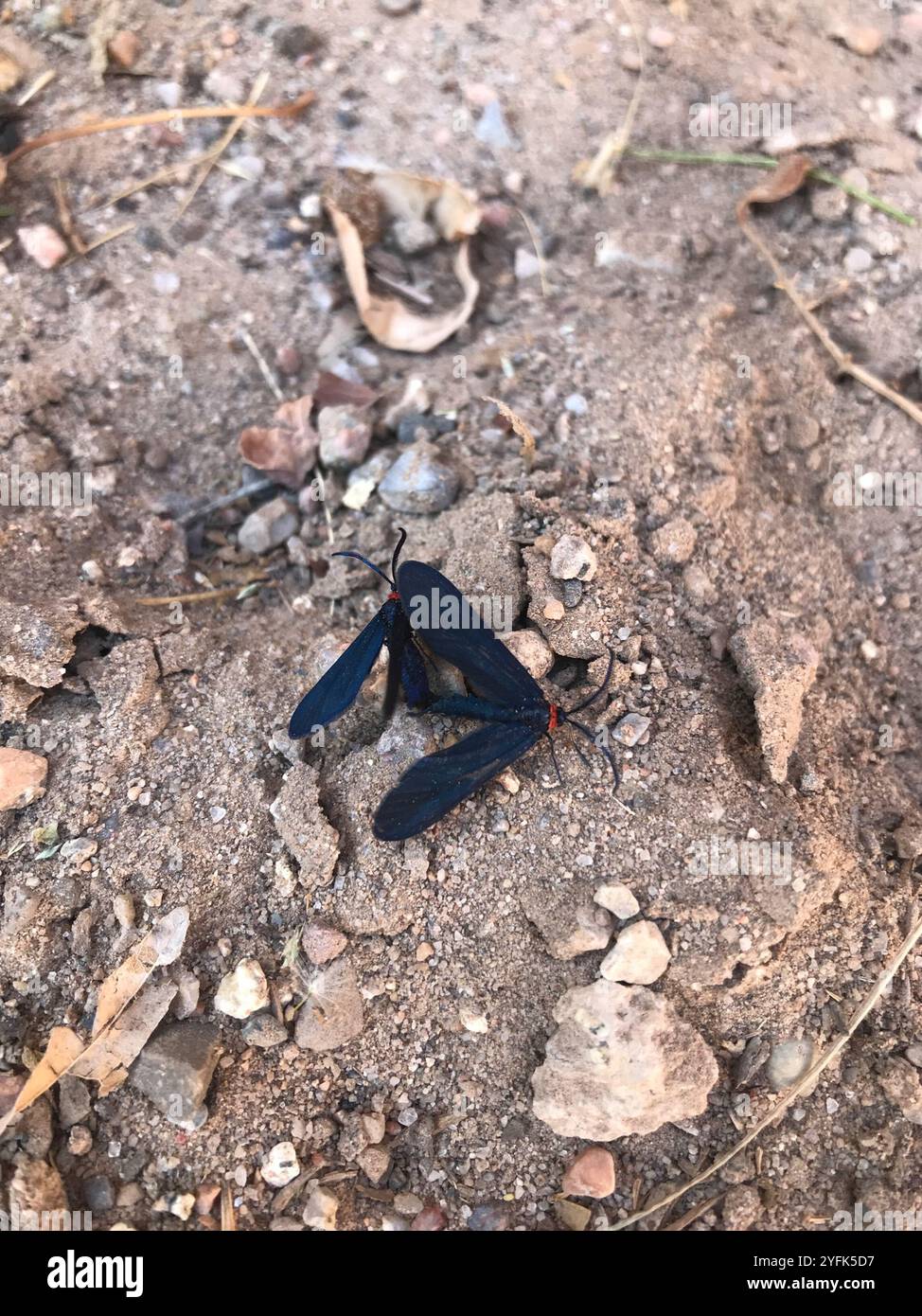 Western Grapeleaf Skeletonizer Moth (Harrisina metallica Stock Photo ...