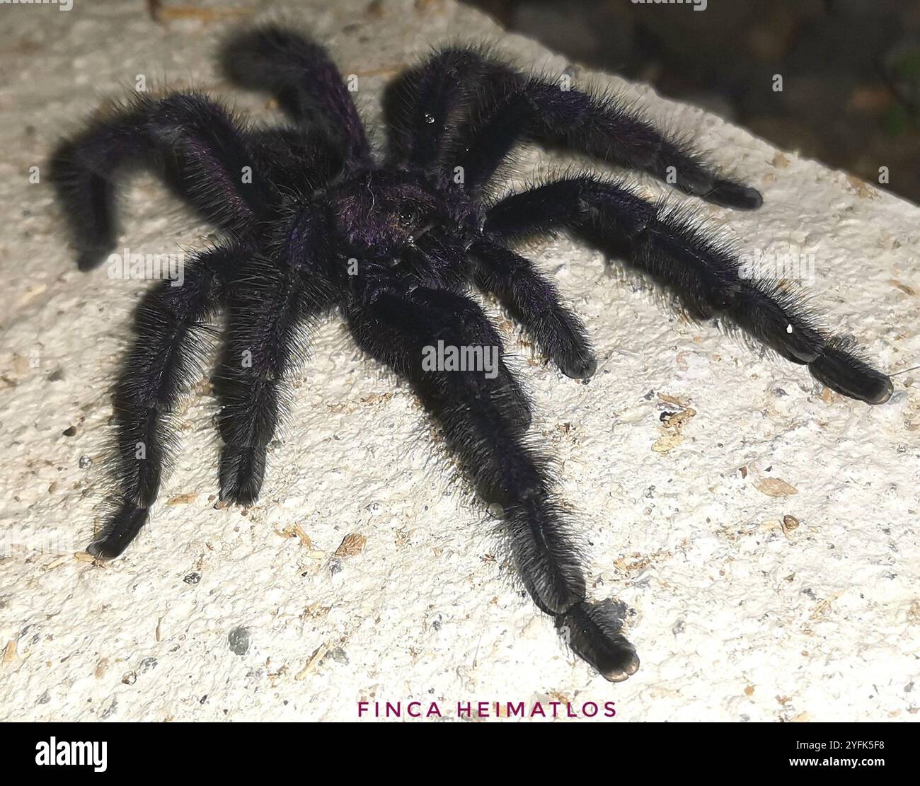 Purple Pinktoe Tarantula (Avicularia purpurea Stock Photo - Alamy