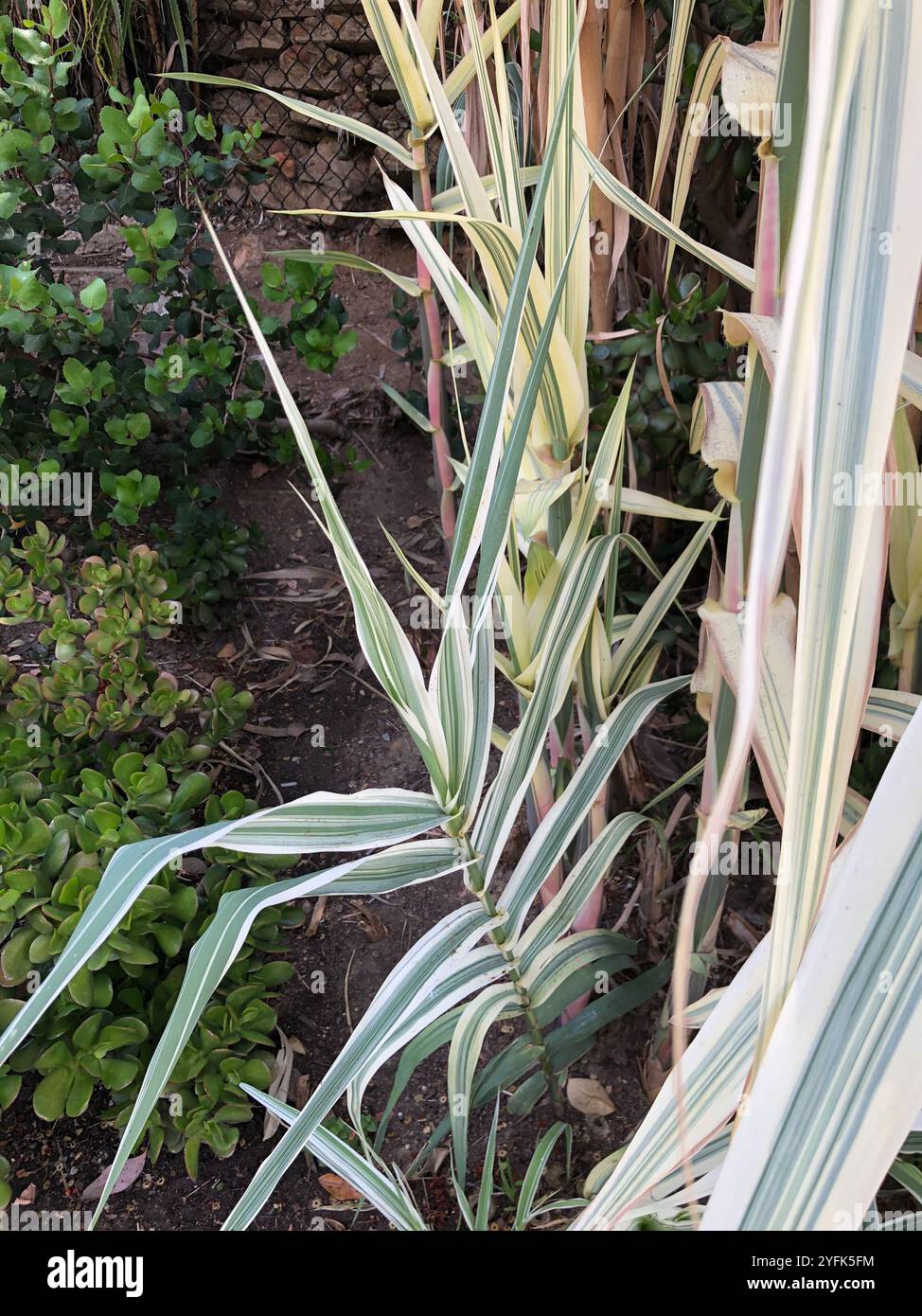 giant reed (Arundo donax Stock Photo - Alamy