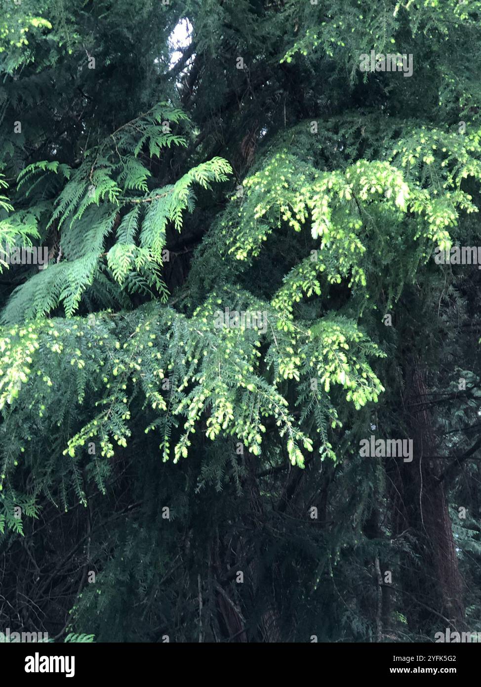 western hemlock (Tsuga heterophylla Stock Photo - Alamy