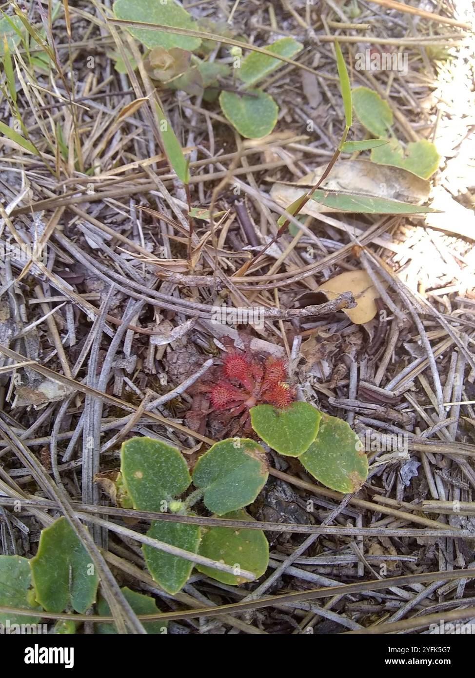 Pink Sundew (Drosera capillaris Stock Photo - Alamy