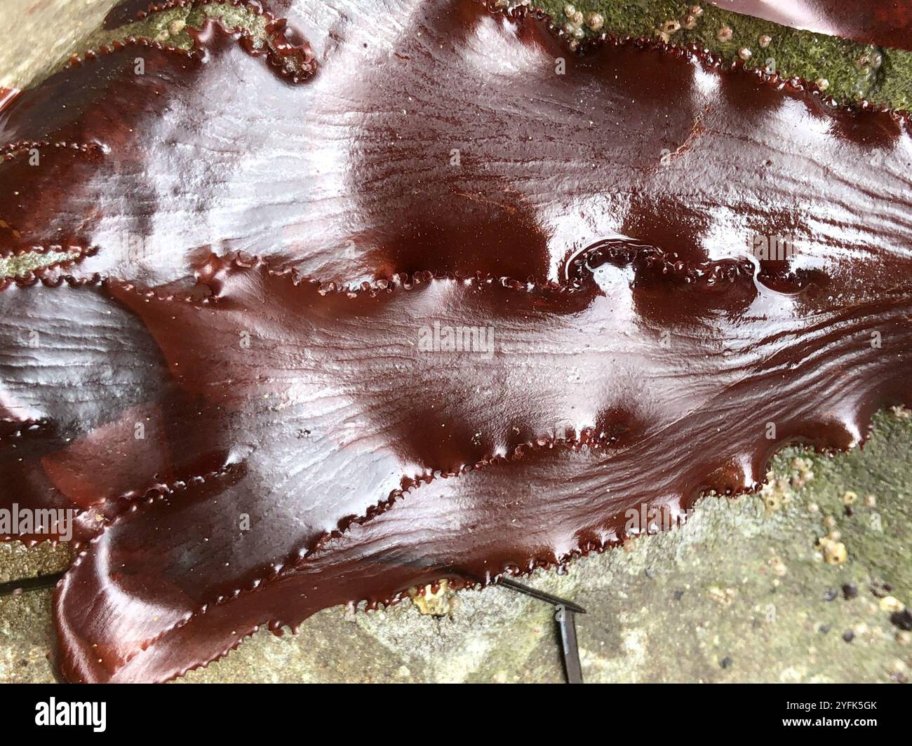 Grape Tongue (Cryptopleura ruprechtiana Stock Photo - Alamy