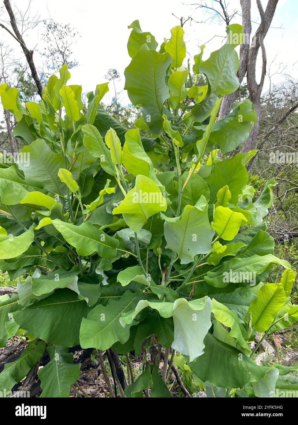 Ashe's magnolia (Magnolia ashei Stock Photo - Alamy