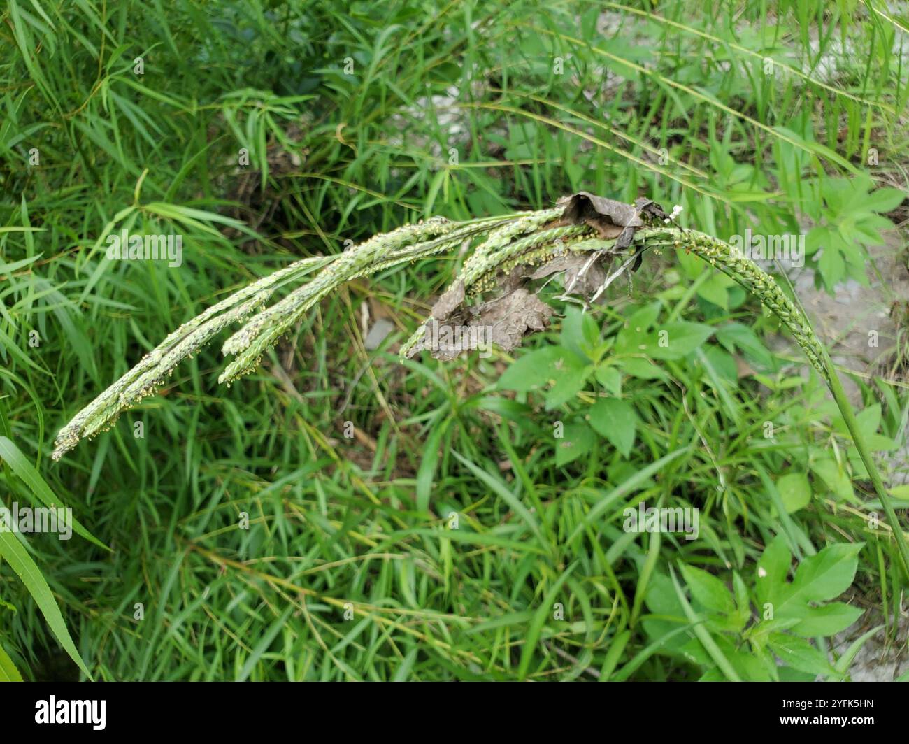 Vasey Grass (Paspalum urvillei Stock Photo - Alamy