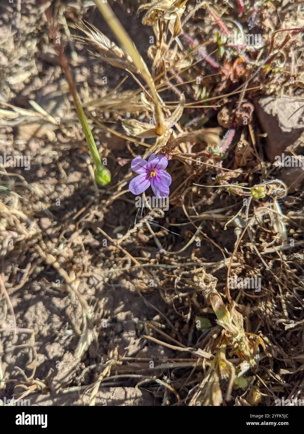 Erodium botrys hi-res stock photography and images - Alamy