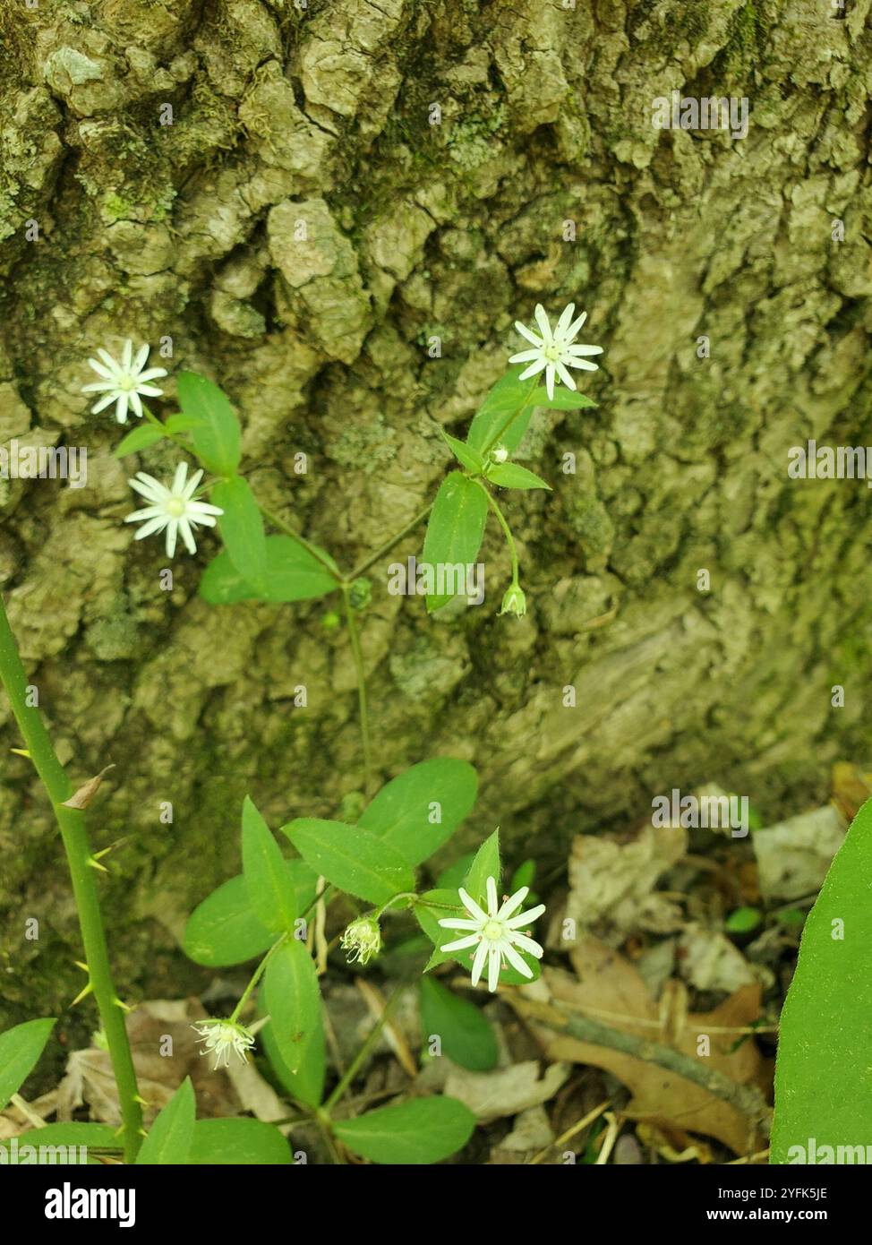 Star chickweed stellaria pubera hi-res stock photography and images - Alamy